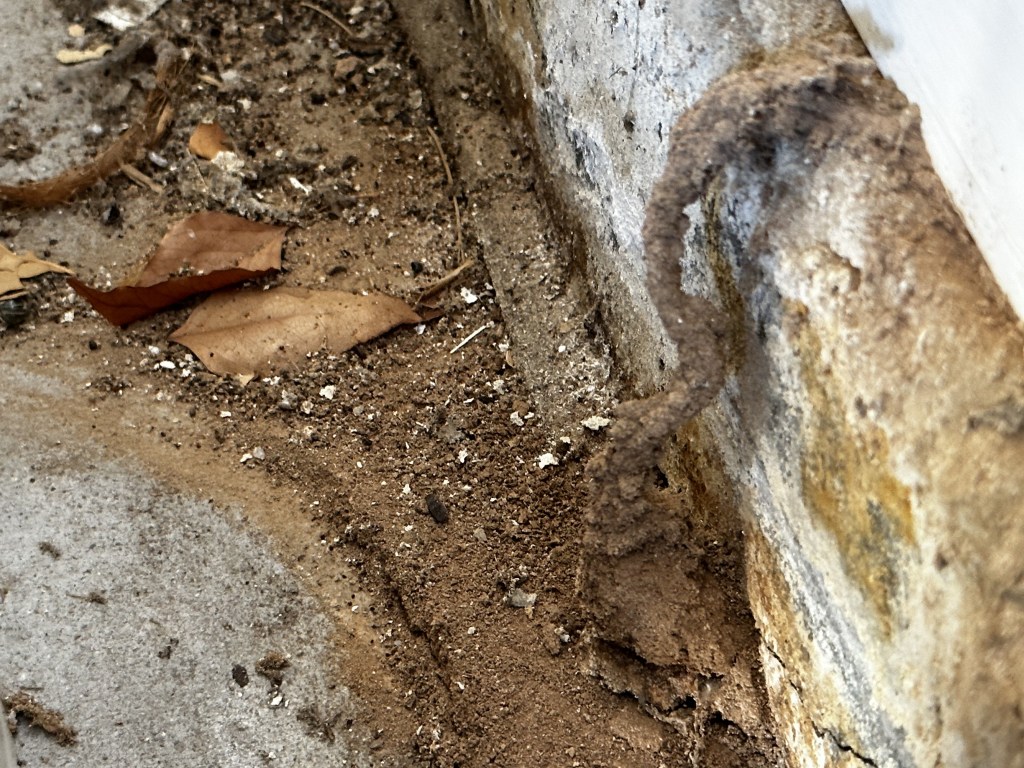 Subterranean Termites in Arizona: Everything You Need to Know to ...