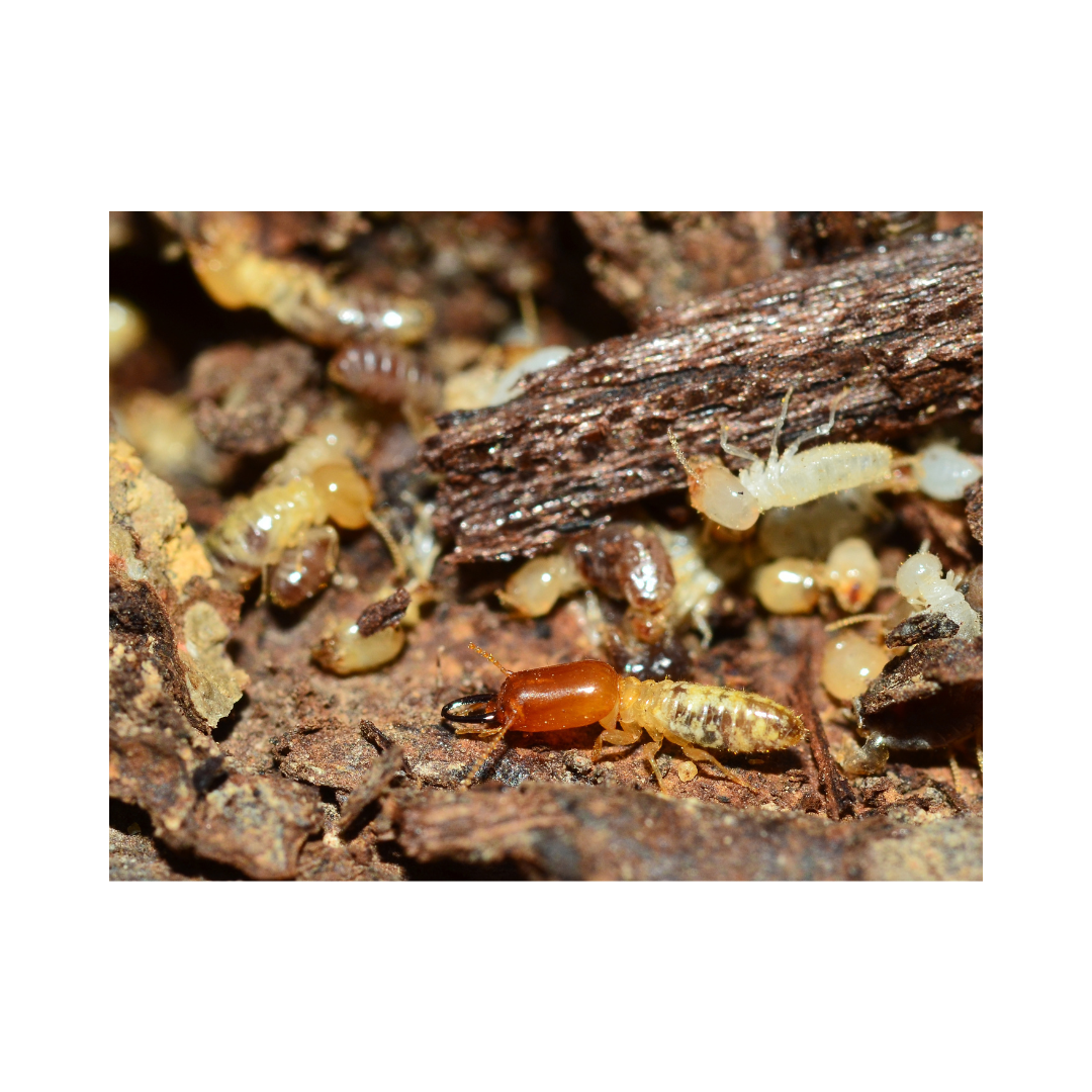Subterranean Termites in Arizona - TermiKnight Termite & Pest Solutions