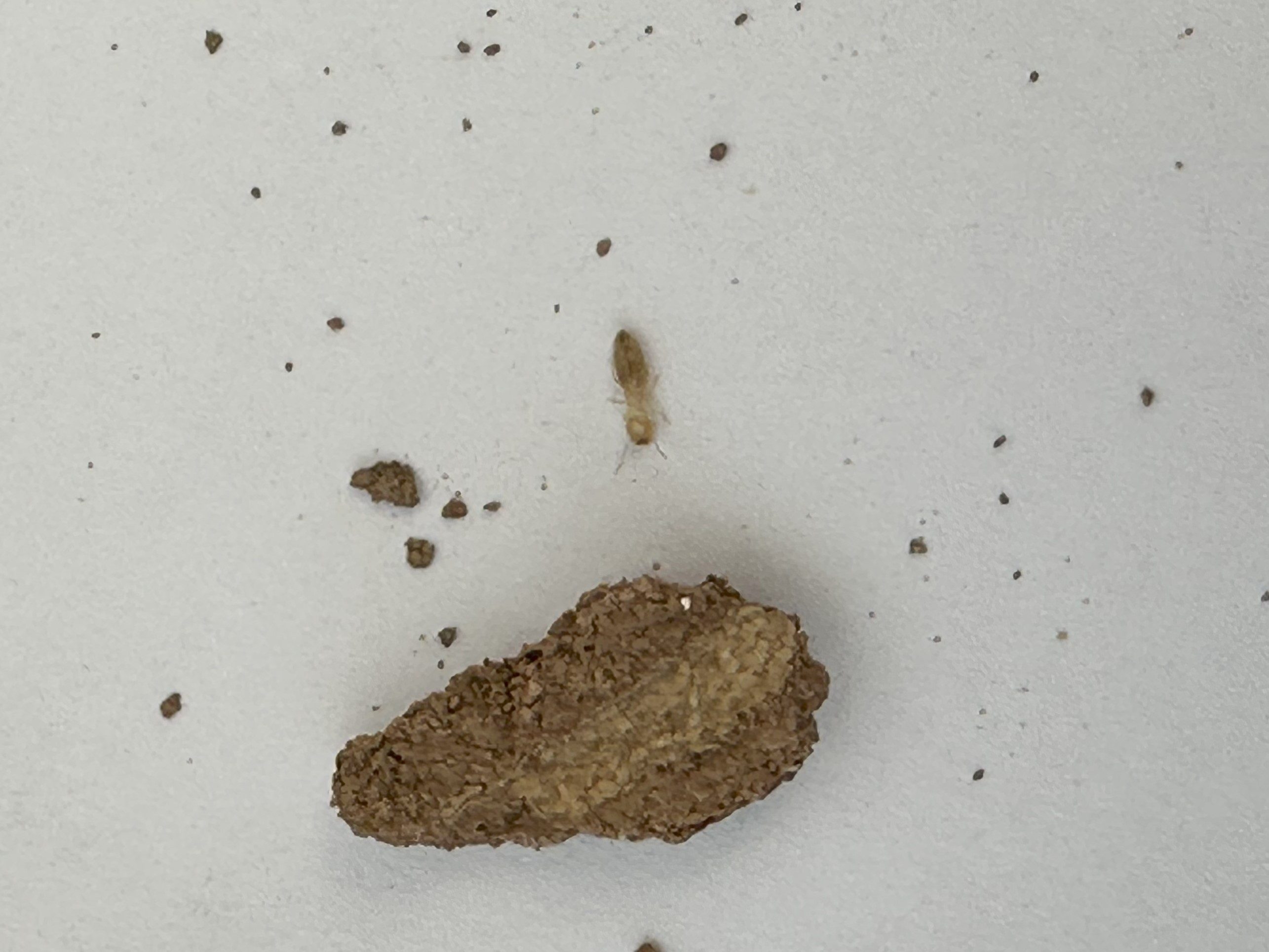 Home - TermiKnight Termite & Pest Solutions